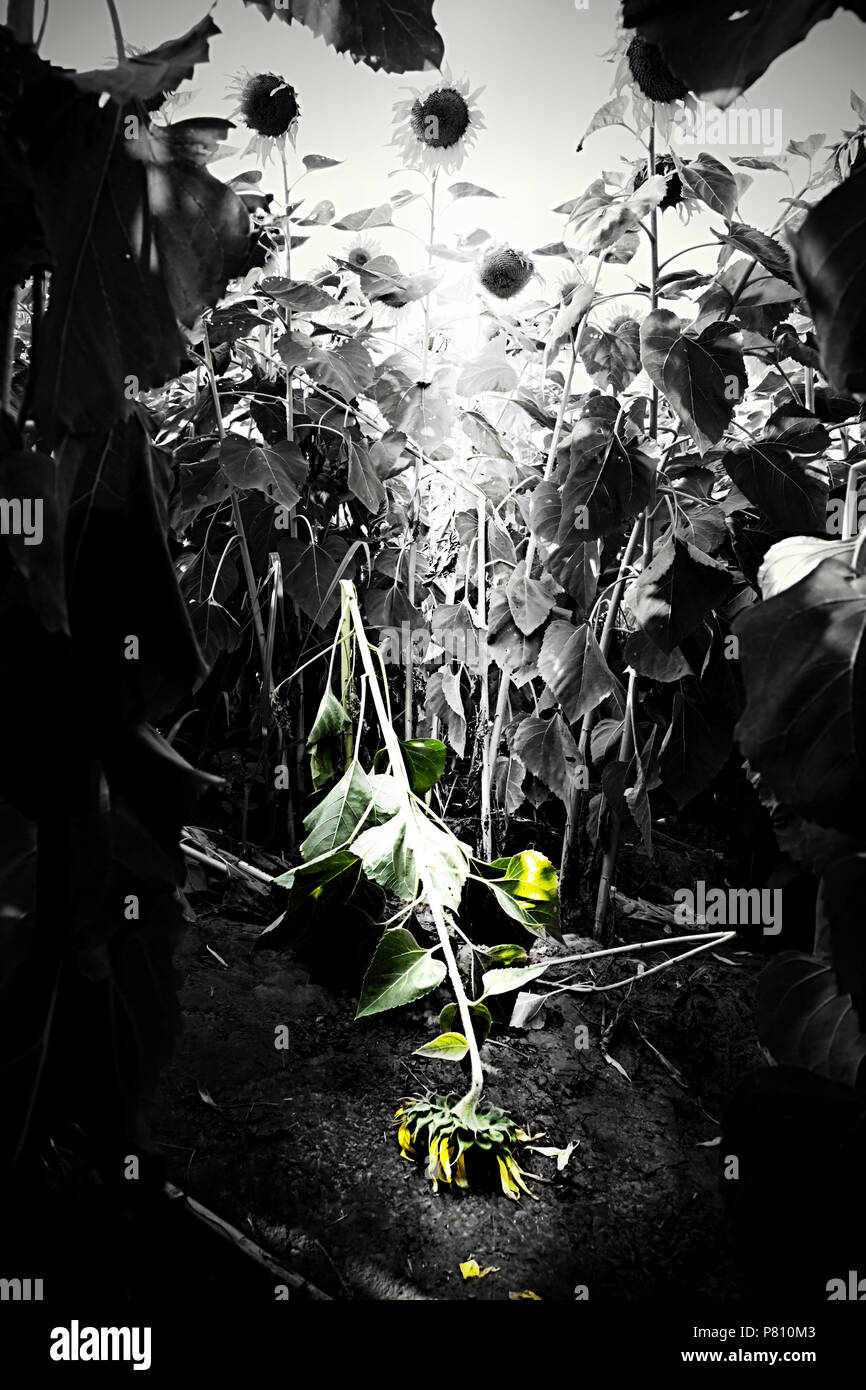 Sunflower destroyed by felling in garden Stock Photo - Alamy