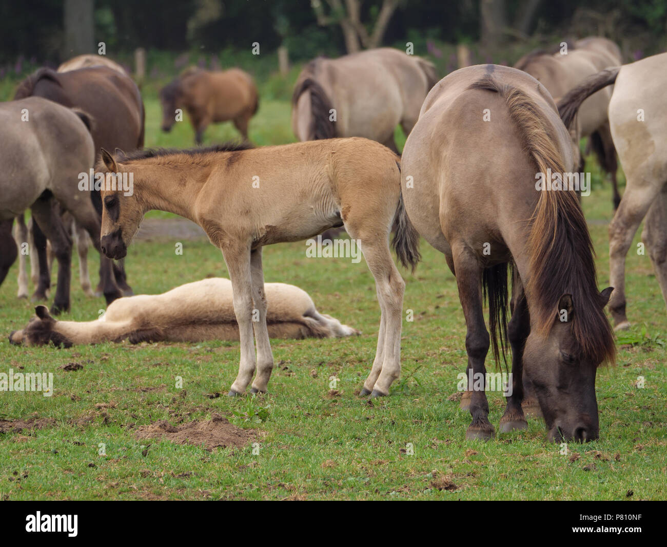 horses in germany Stock Photo - Alamy