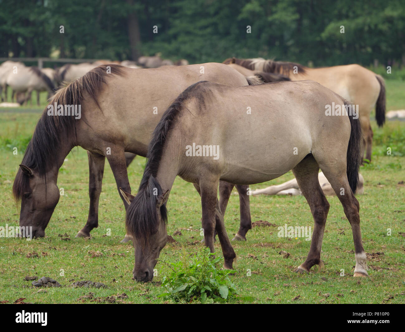 horses in germany Stock Photo - Alamy