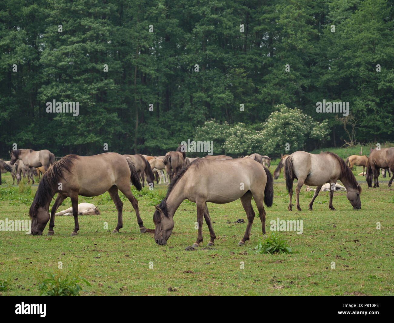 horses in germany Stock Photo - Alamy