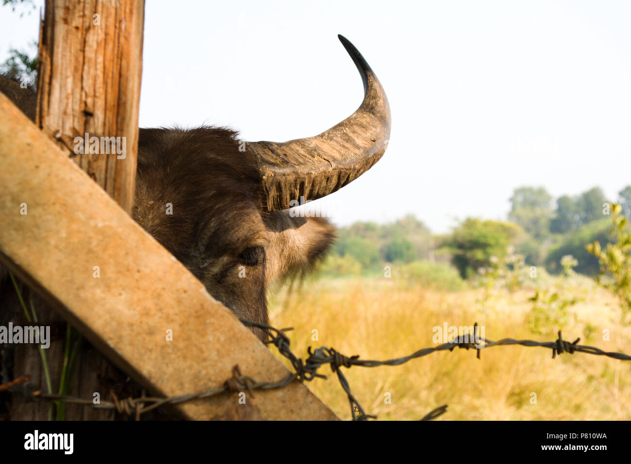 Buffalo chewing hi-res stock photography and images - Alamy