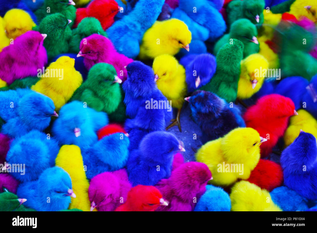 Chicks are too many colors.Combinations Stock Photo - Alamy