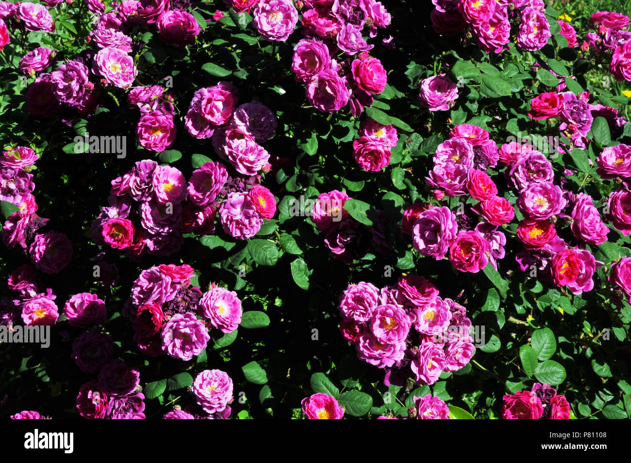 Rosa 'Gypsy Boy' Bourbon rose Stock Photo - Alamy