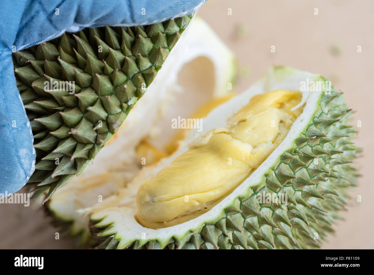 Handle durian show the yellow durian meat very fresh. Tropical seasonal ...