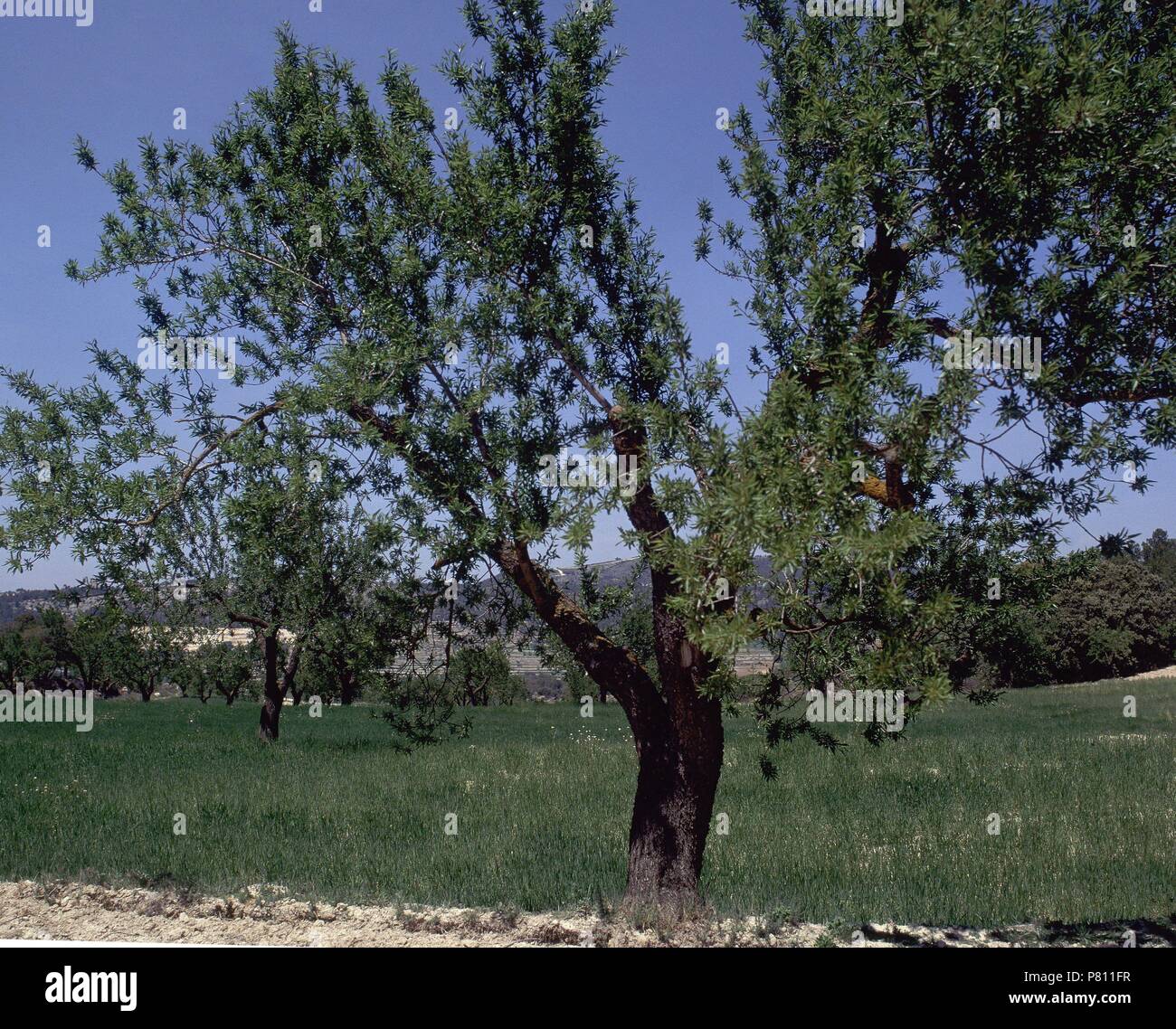 Cultivos frutales hi-res stock photography and images - Alamy