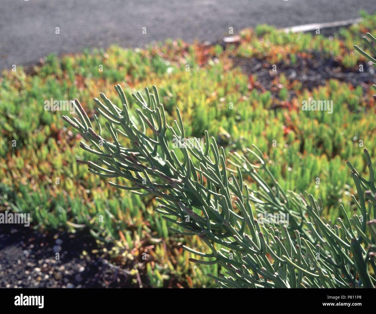 PLANTA. Location: EXTERIOR, ISLA, FUERTEVENTURA, SPAIN Stock Photo - Alamy