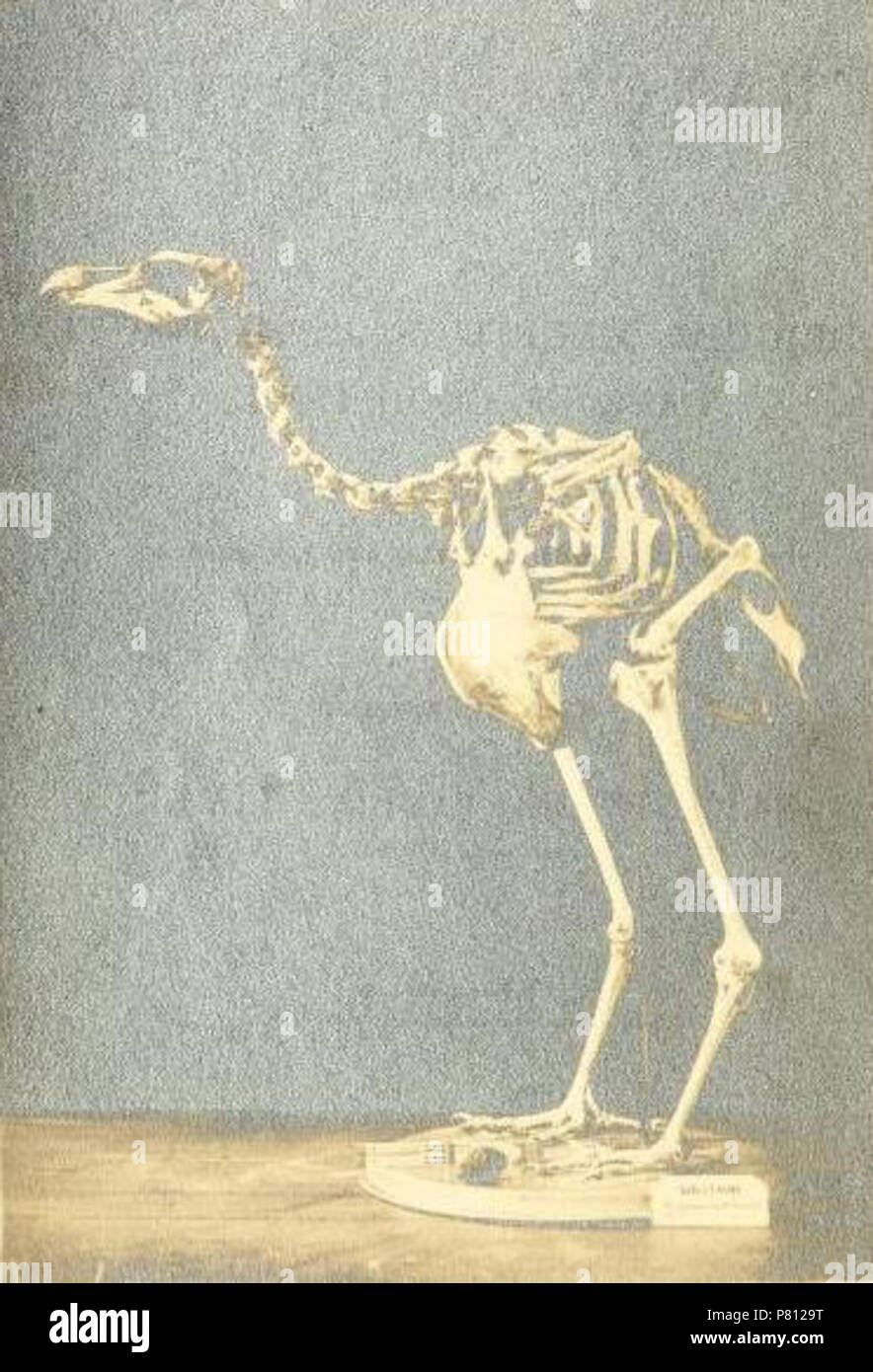 English: skeleton of a Rodrigues Solitaire Pezophaps solitaria . 19 ...