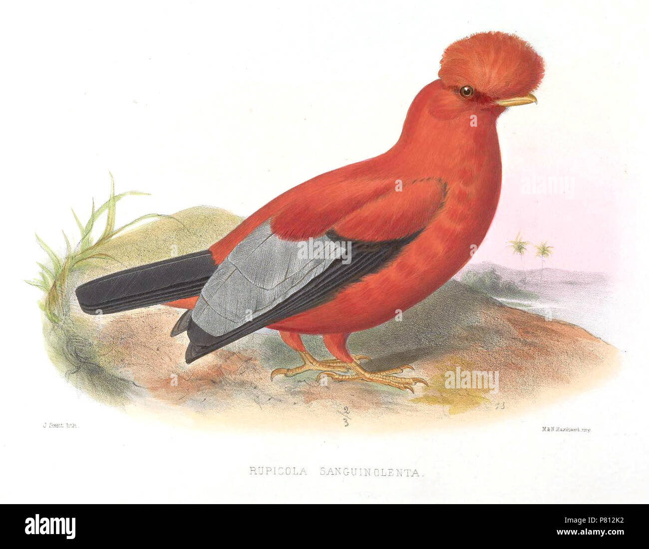 Rupicola peruviana hi-res stock photography and images - Alamy