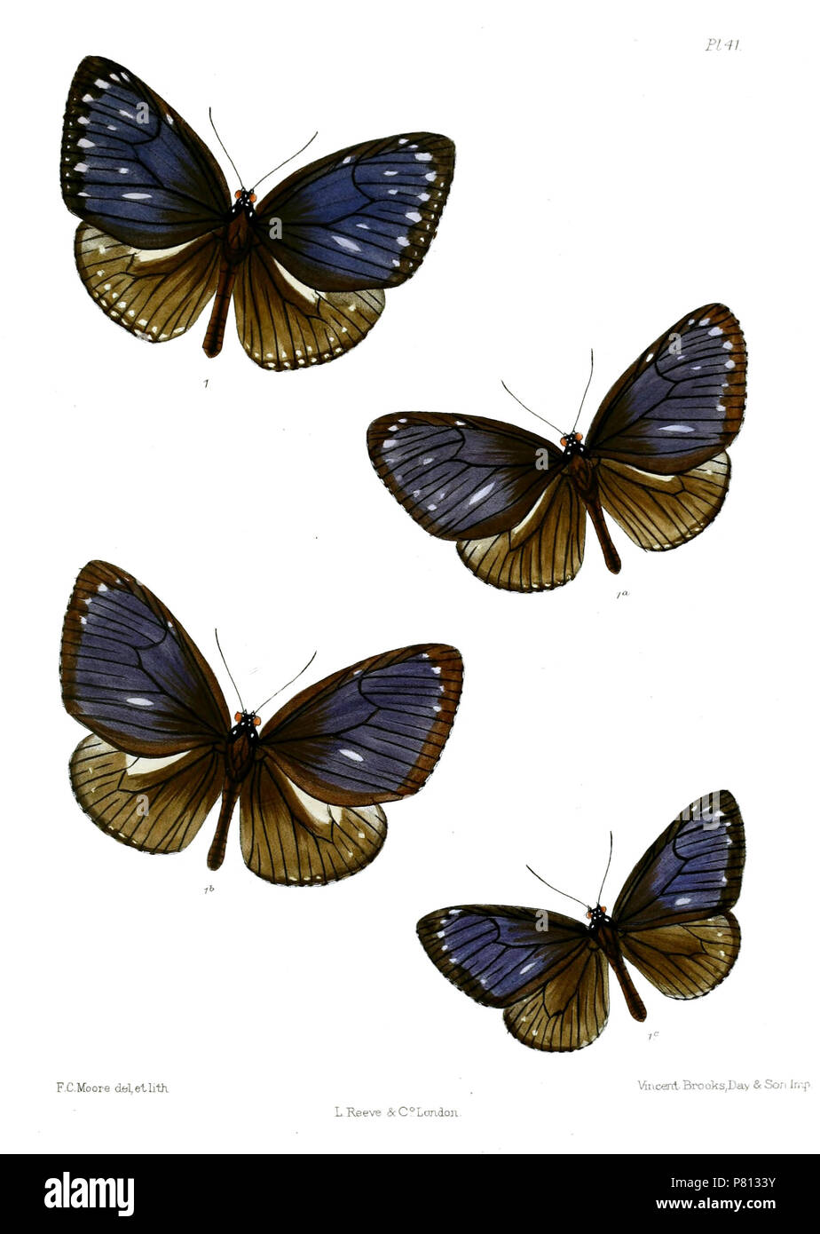 Salpinx leucogonys = Euploea eunice . 1890 339 SalpinxLeucogonys 41 ...