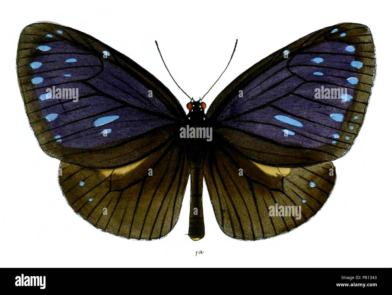 Salpinx novarae = Euploea eunice (Godart, 1819) . 1890 339 ...
