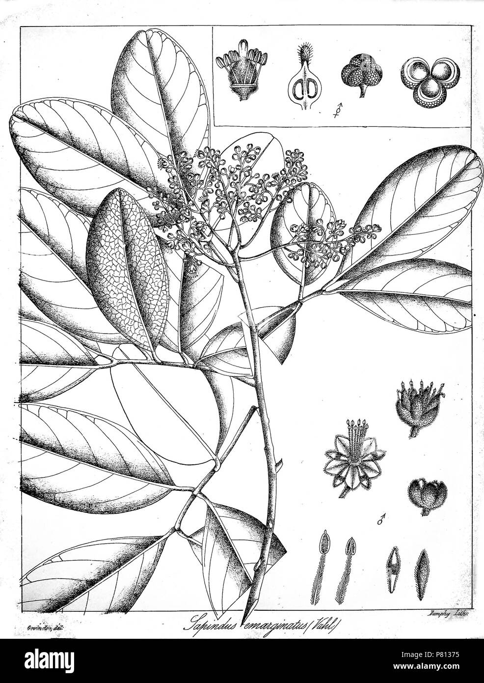 Sapindus emarginatus . 1873 340 Sapindus emarginatus Govindoo Stock ...