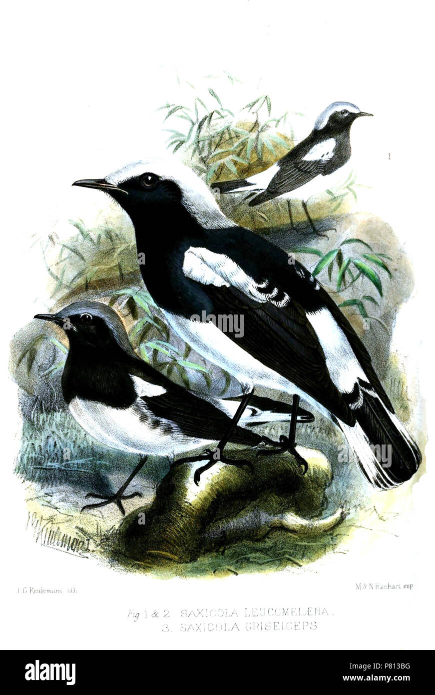 Saxicola leucomelaena Burchell, 1822 = Myrmecocichla monticola ...