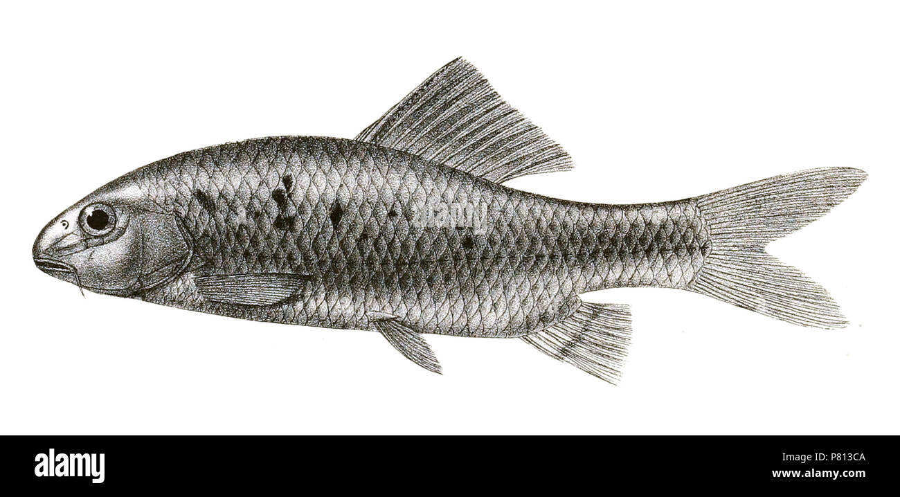 The species names / identity need verification - original names from ...