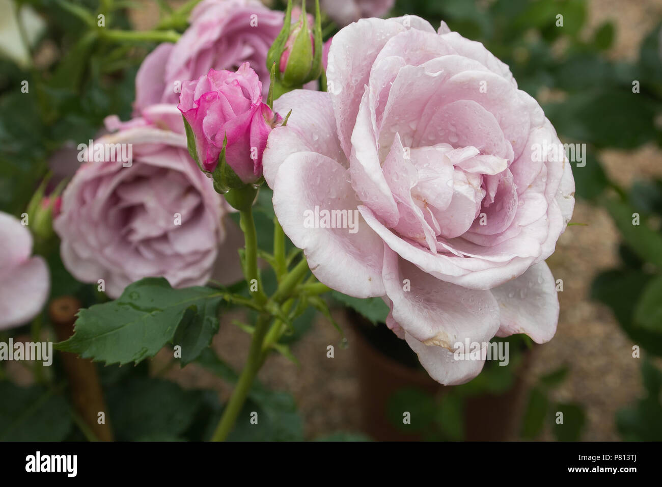 Macro of rare and precious violet rose with raindrops Stock Photo - Alamy