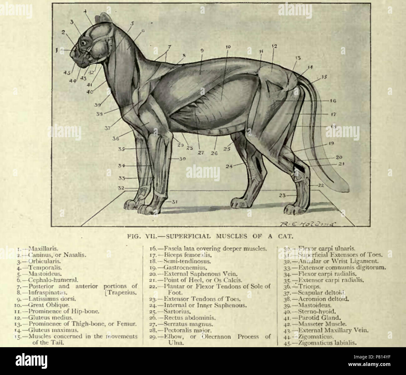 Superficial muscles of a cat . 1903 358 Superficial muscles of a cat ... Superficial muscles of a cat . 1903 358 Superficial muscles of a cat ...