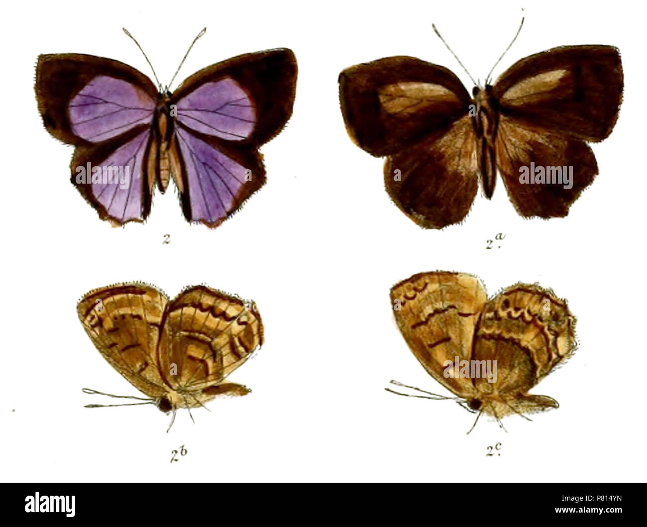 Surendra florimel hi-res stock photography and images - Alamy