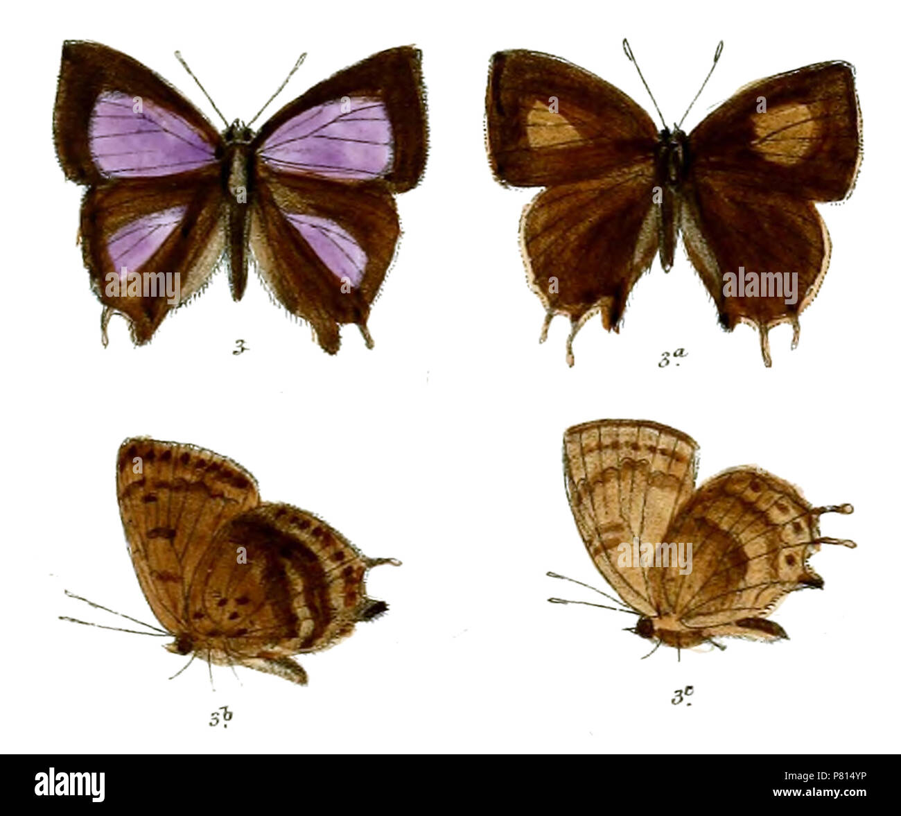 Botanical work features plant Cut Out Stock Images & Pictures - Alamy