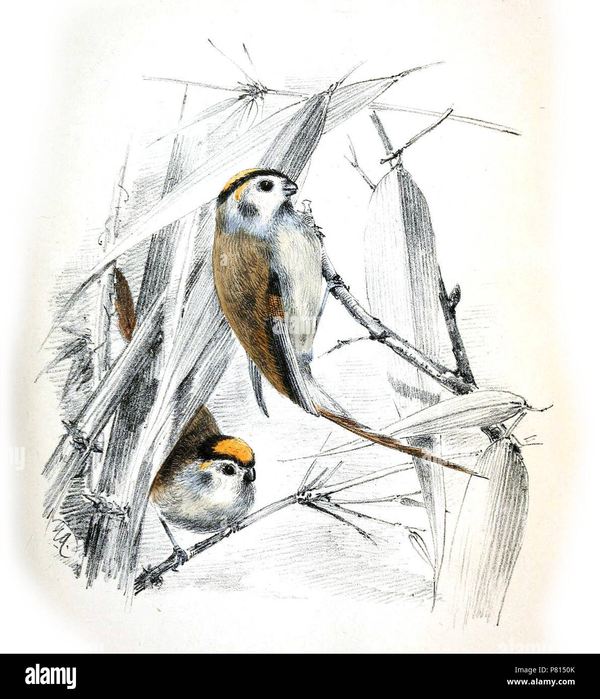 Paradoxornis nipalensis poliotis . 1876 359 SuthoraGodwinAusten Stock ...