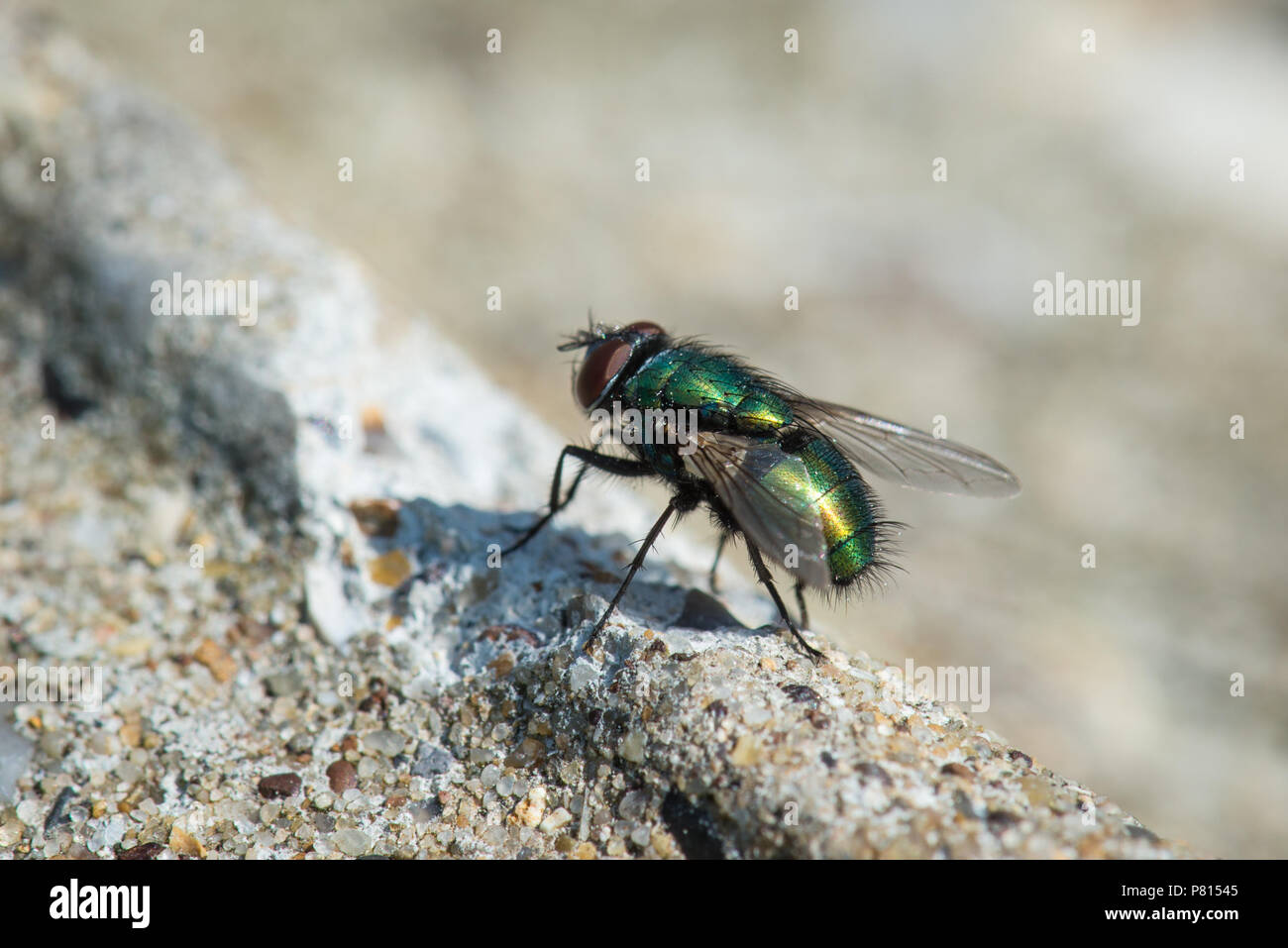 Common green bottle fly Lucilia sericata Stock Photo - Alamy