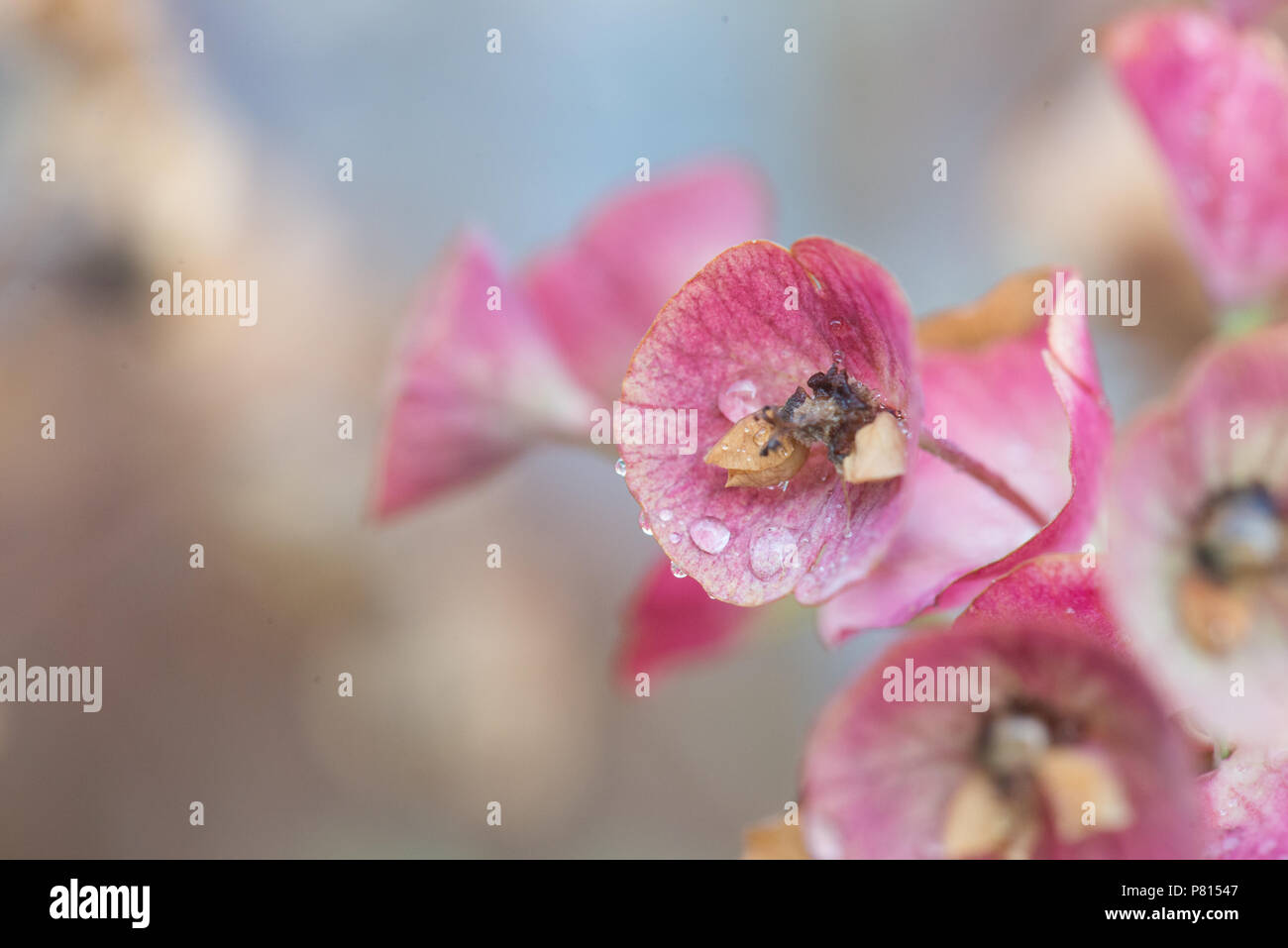 English garden flowers Stock Photo - Alamy