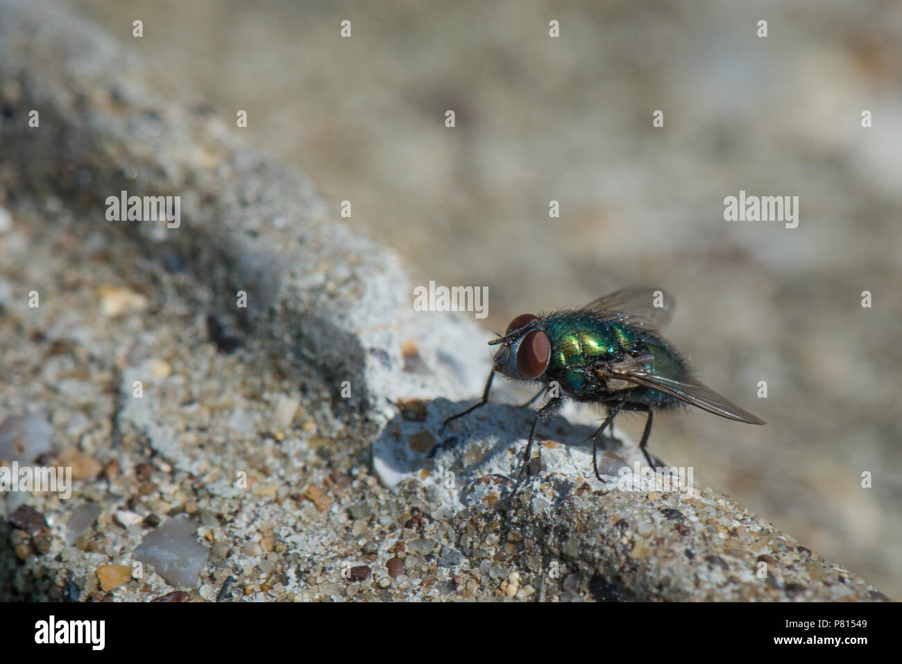 Common green bottle fly Lucilia sericata Stock Photo - Alamy
