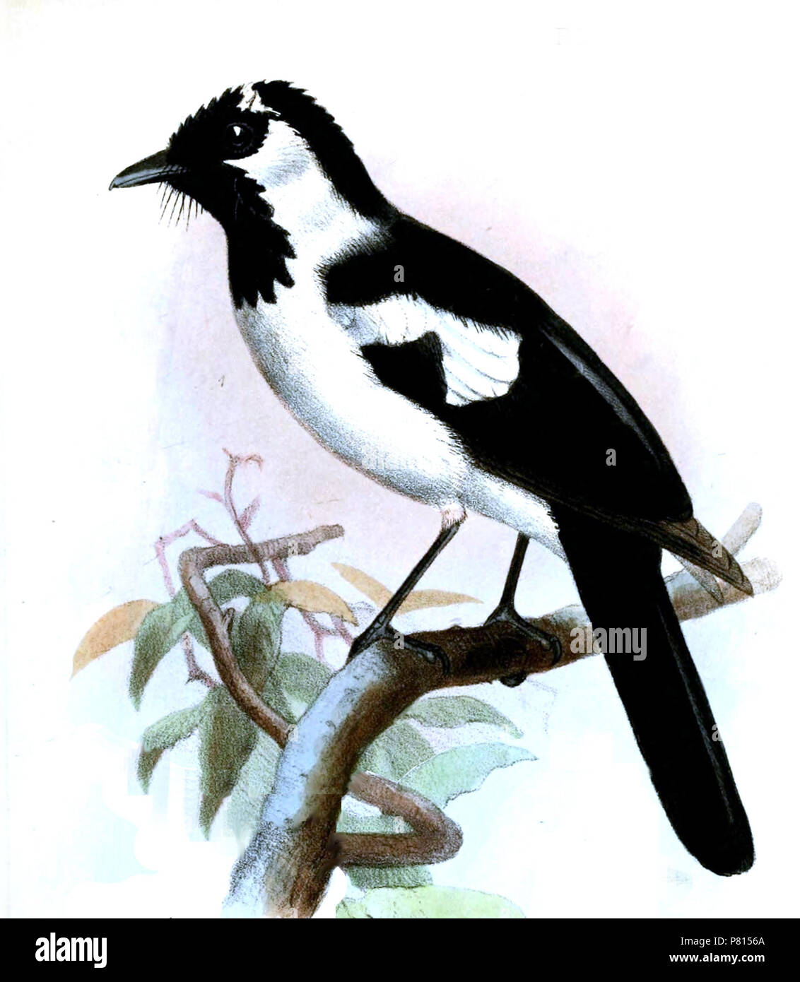 Monarcha verticalis . 1877 360 Symposiachrus verticalis Smit Stock ...