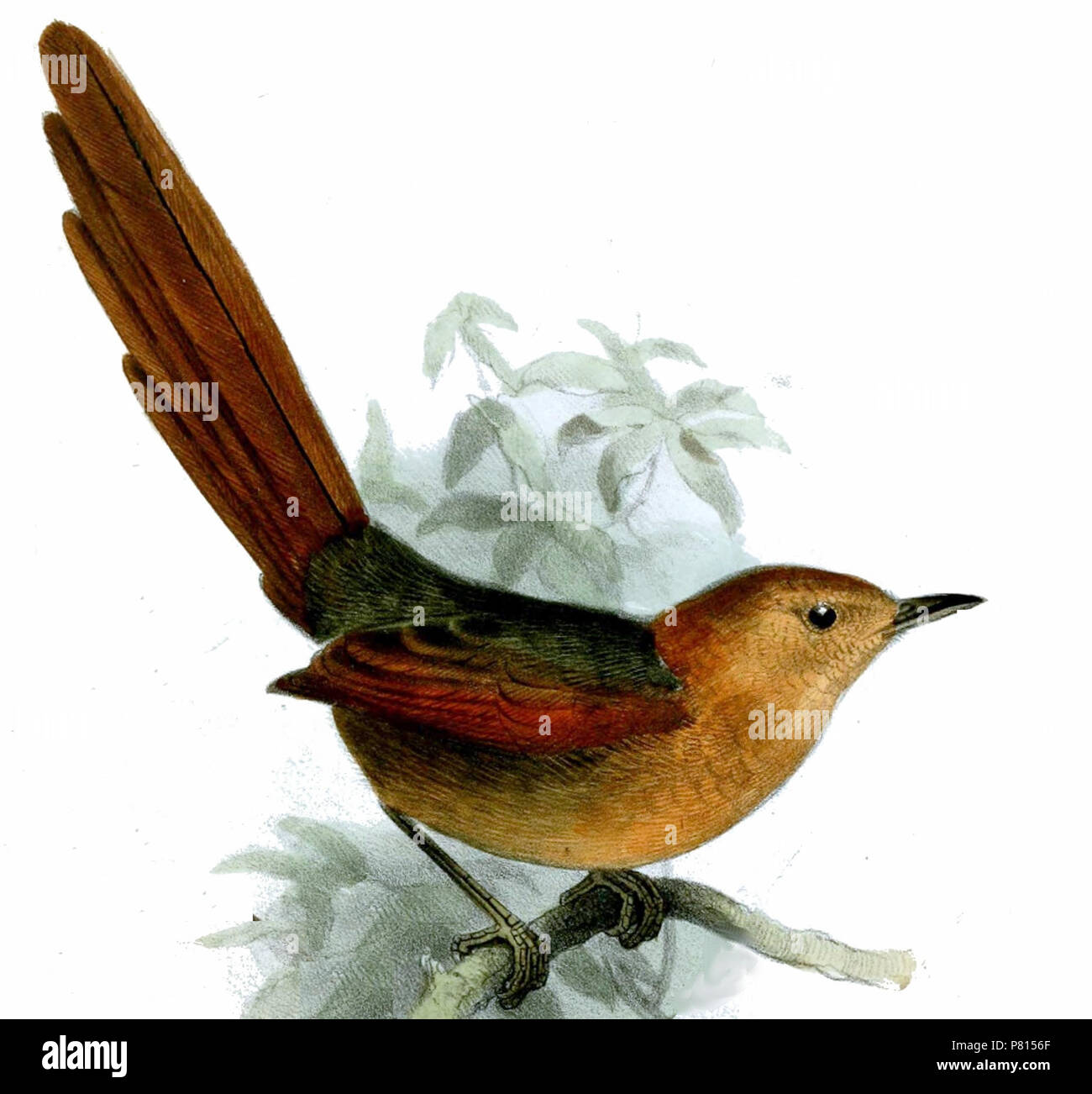 Rusty headed spinetail hi-res stock photography and images - Alamy