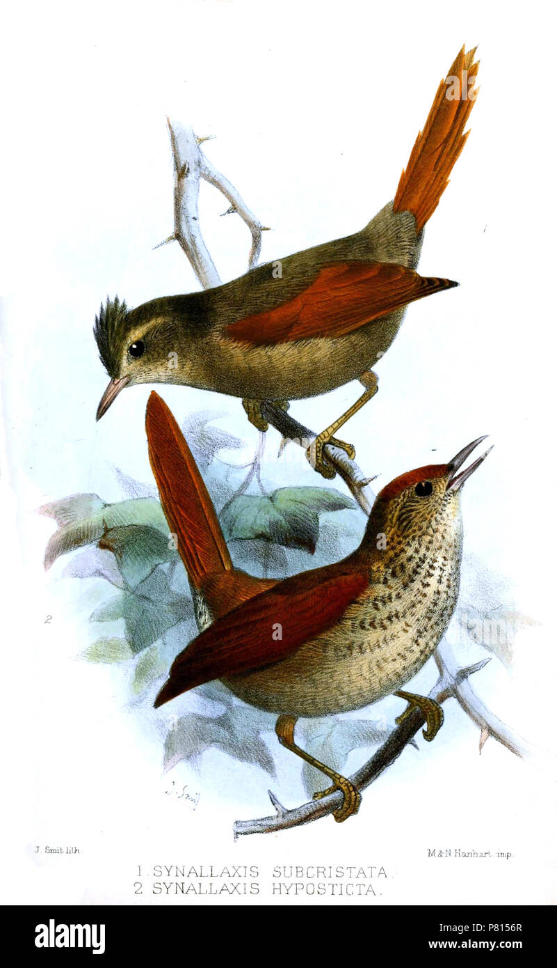 Subcristata hi-res stock photography and images - Alamy