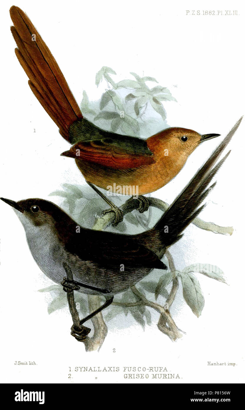 Rusty headed spinetail hi-res stock photography and images - Alamy