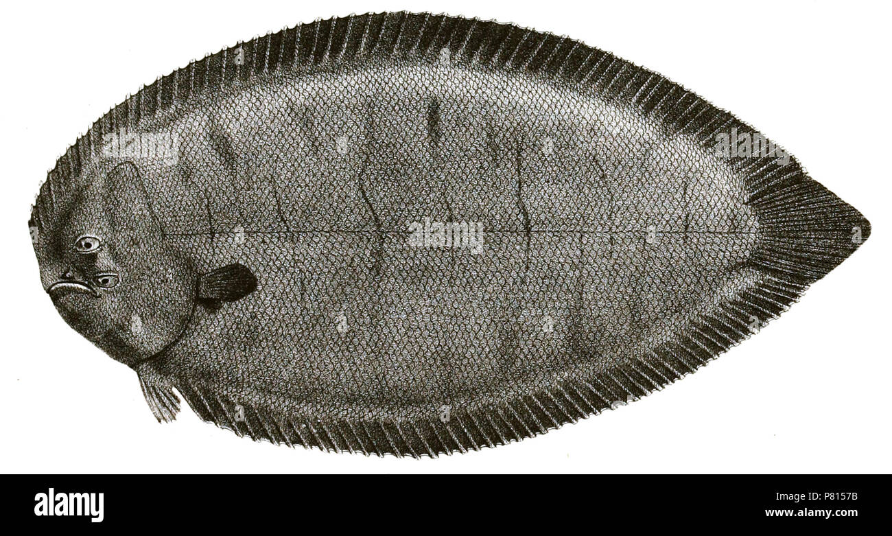 Brachiurus orientalis syn. Synaptura orientalis syn. S. cinerascens The ...