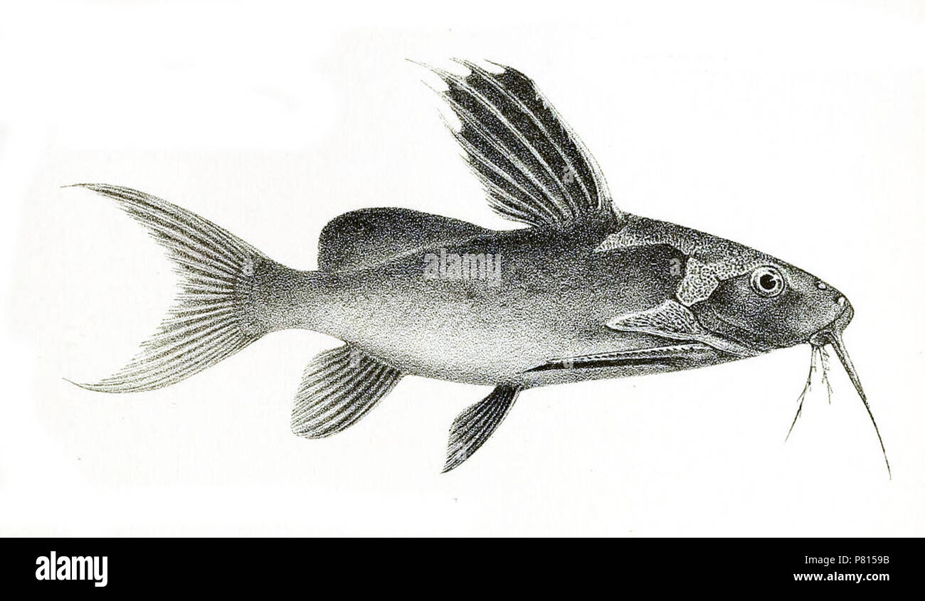 Synodontis melanopterus . 1902 360 Synodontis melanopterus Stock Photo ...