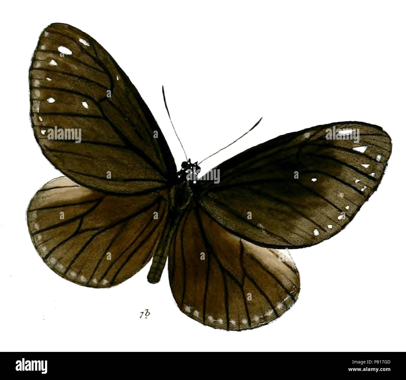 N a русский генерал геодезист Cut Out Stock Images & Pictures - Alamy