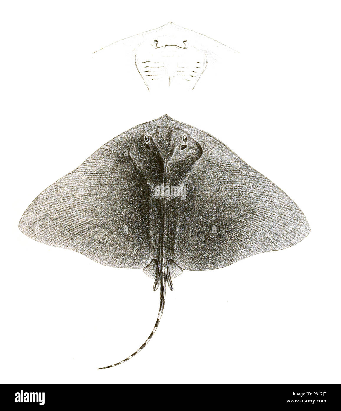 Trygon hi-res stock photography and images - Alamy