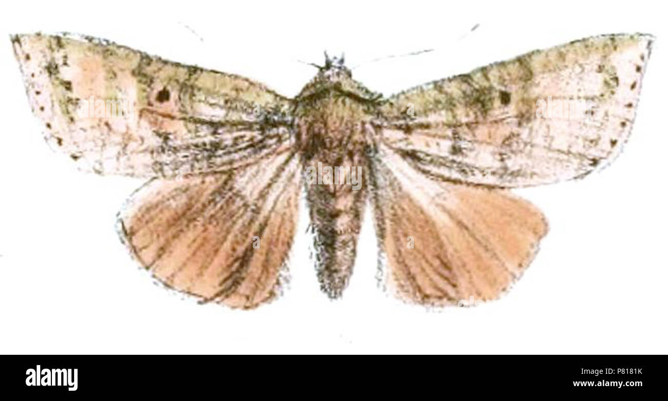 Testacea hi-res stock photography and images - Alamy