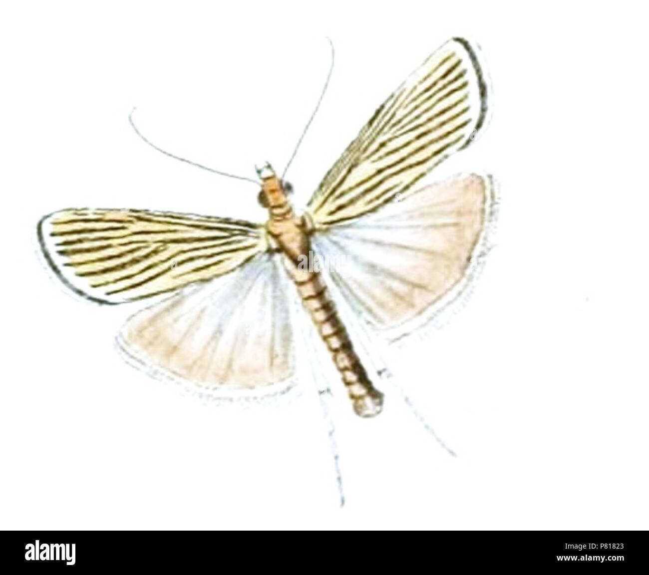 American pollinator Cut Out Stock Images & Pictures - Alamy