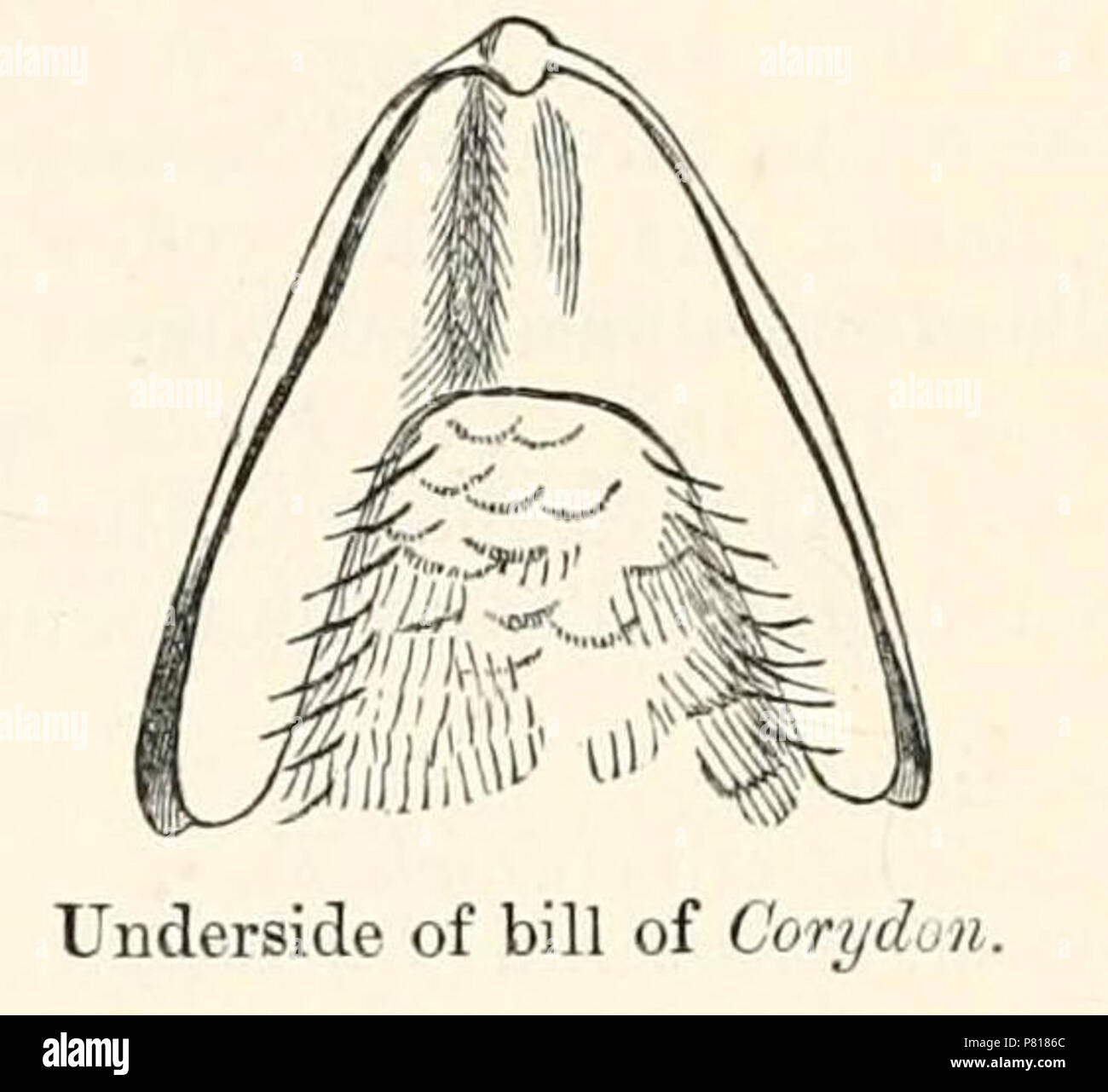 City of corydon hi-res stock photography and images - Alamy