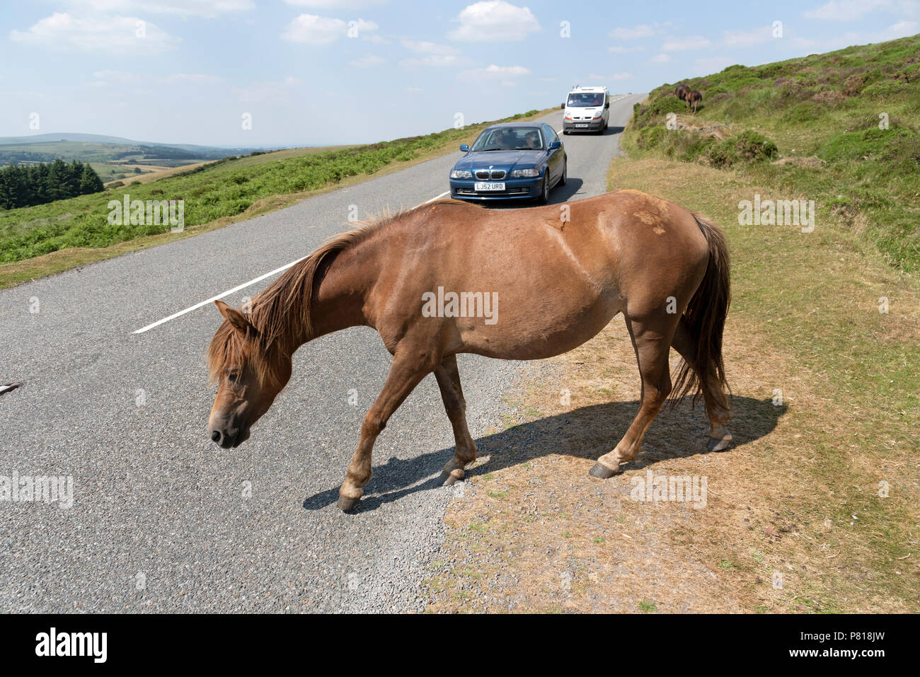 Dartmoor ponies and car hi-res stock photography and images - Alamy