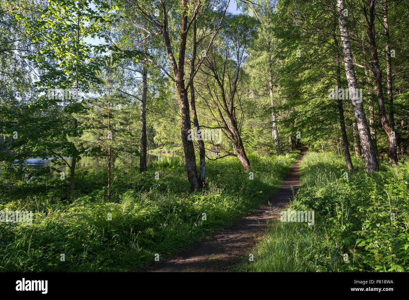 Trees, plants and a footpath in a lush and verdant forest at the ...
