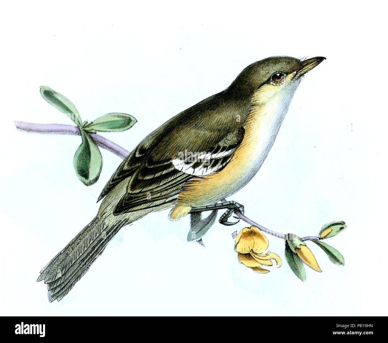 Modestus hi-res stock photography and images - Alamy