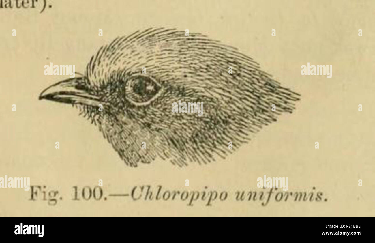 Uniformis hi-res stock photography and images - Alamy