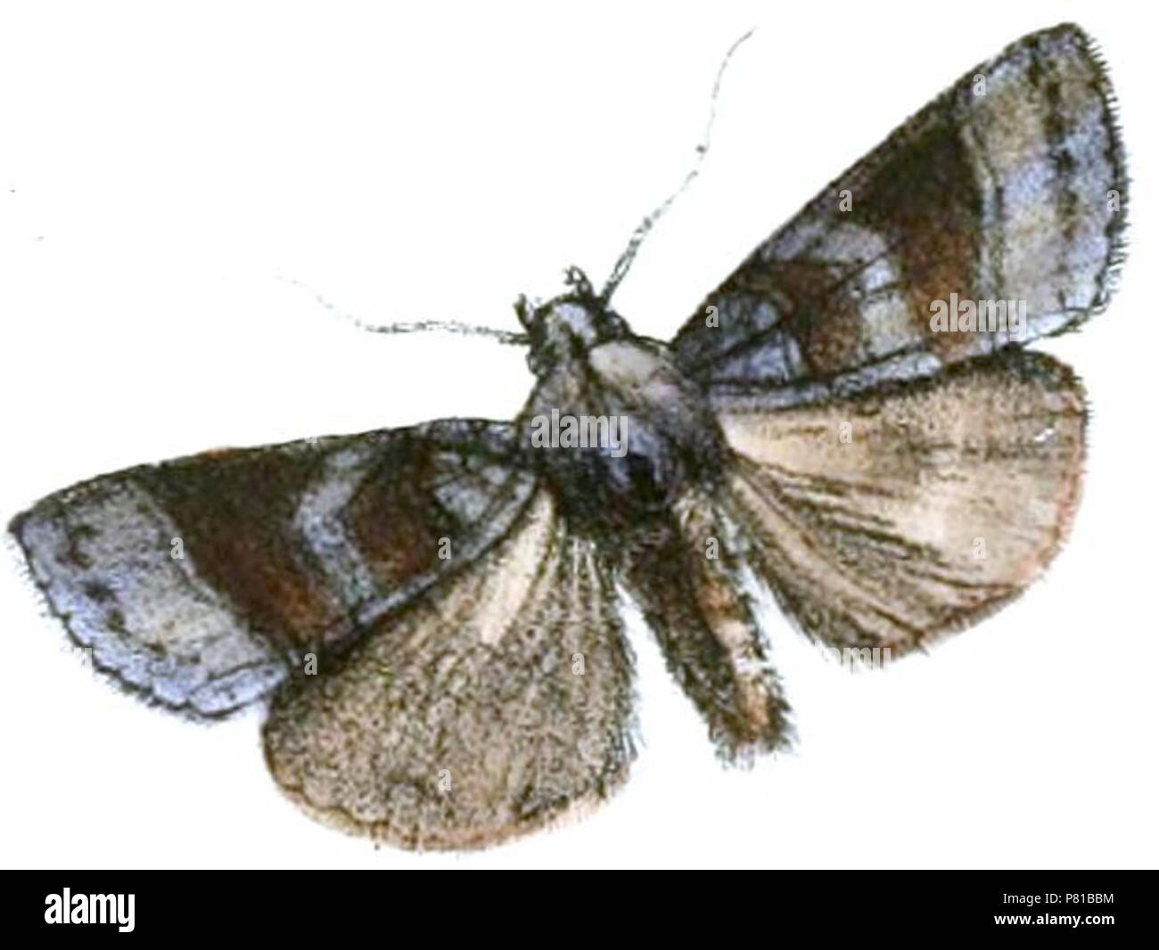 Cervina hi-res stock photography and images - Alamy