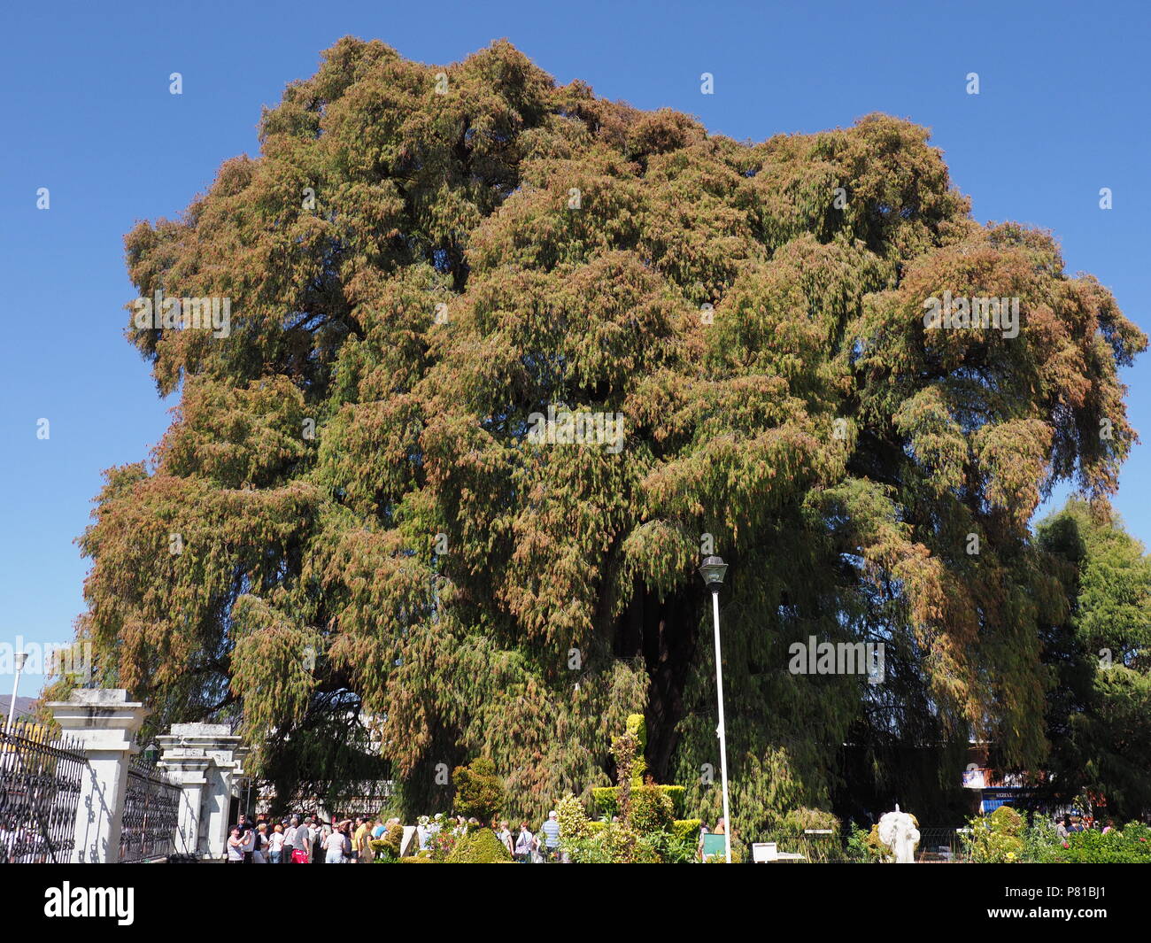 SANTA MARIA del TULE, NORTH AMERICA MEXICO on FEBRUARY 2018: Amazing ...