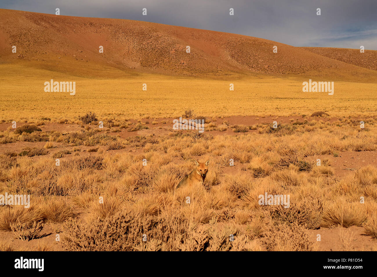 Desert brush hi-res stock photography and images - Alamy