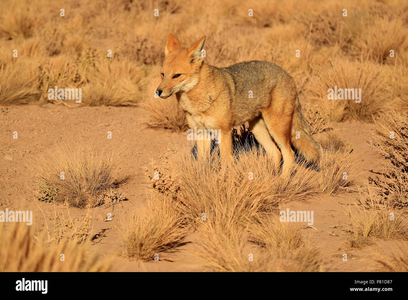 Andean Fox or Zorro Culpeo in the Desert Brush Field, Altiplano of ...