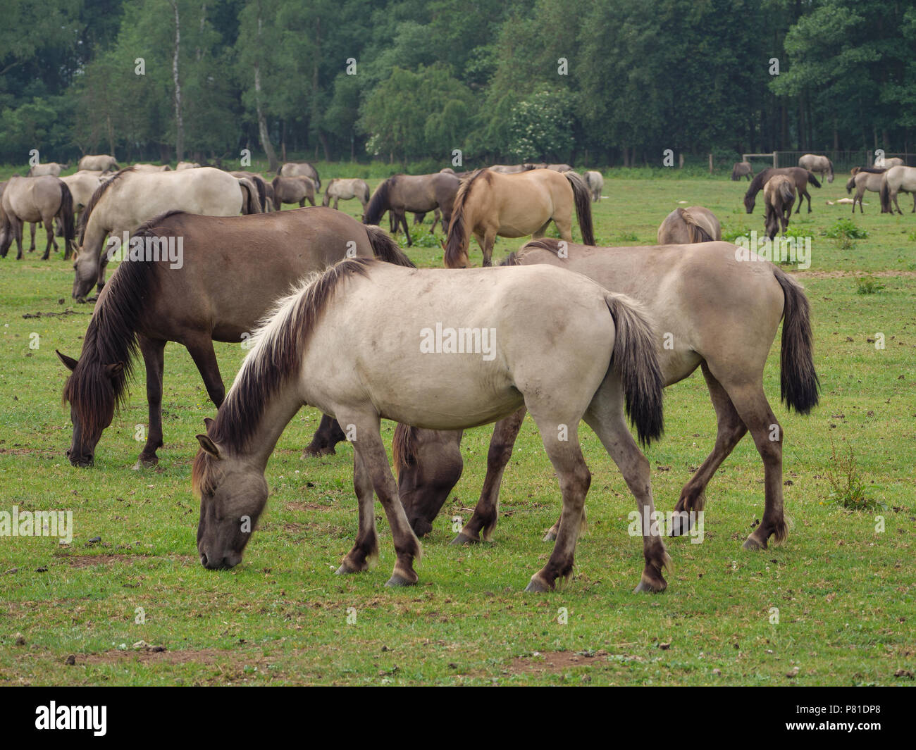 horses in germany Stock Photo - Alamy