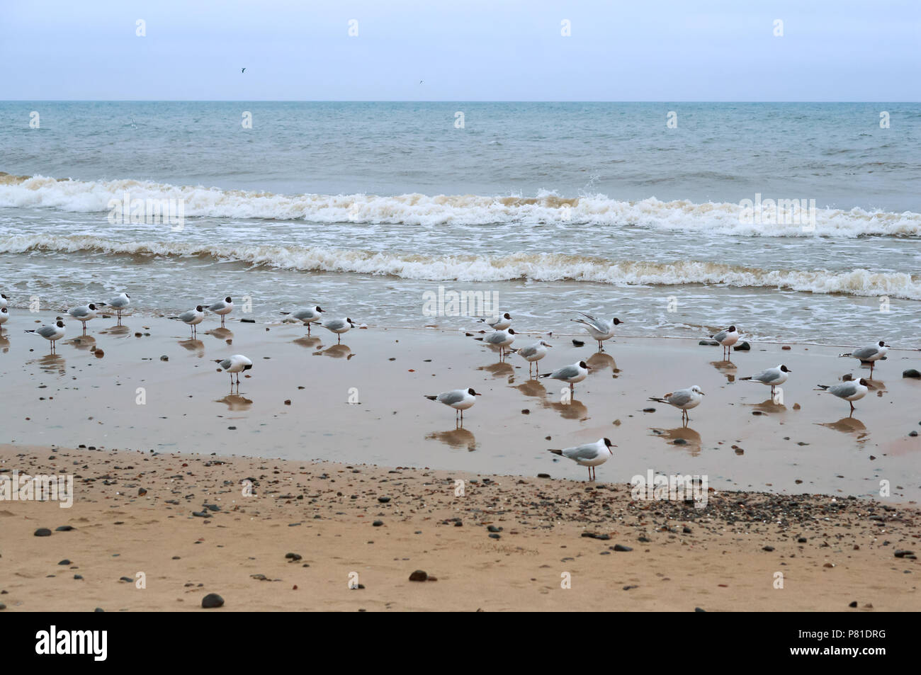 Gull flock on a beach hi-res stock photography and images - Alamy
