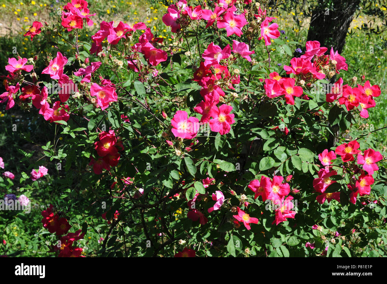 Rosa 'Scarlet Fire' shrub rose Stock Photo - Alamy