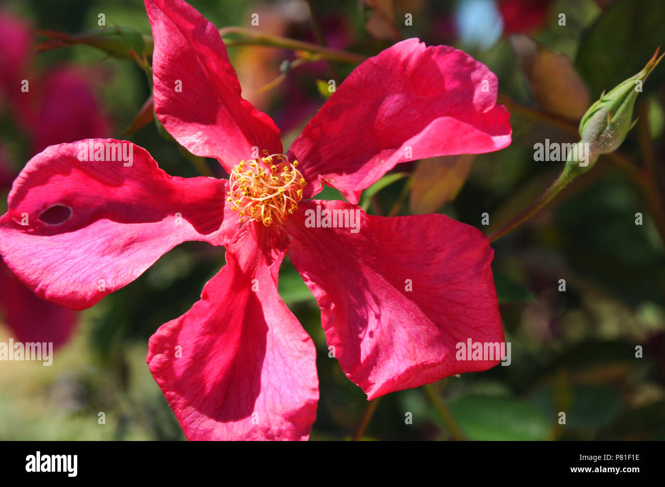 Rosa odorata 'Mutabilis' Stock Photo - Alamy
