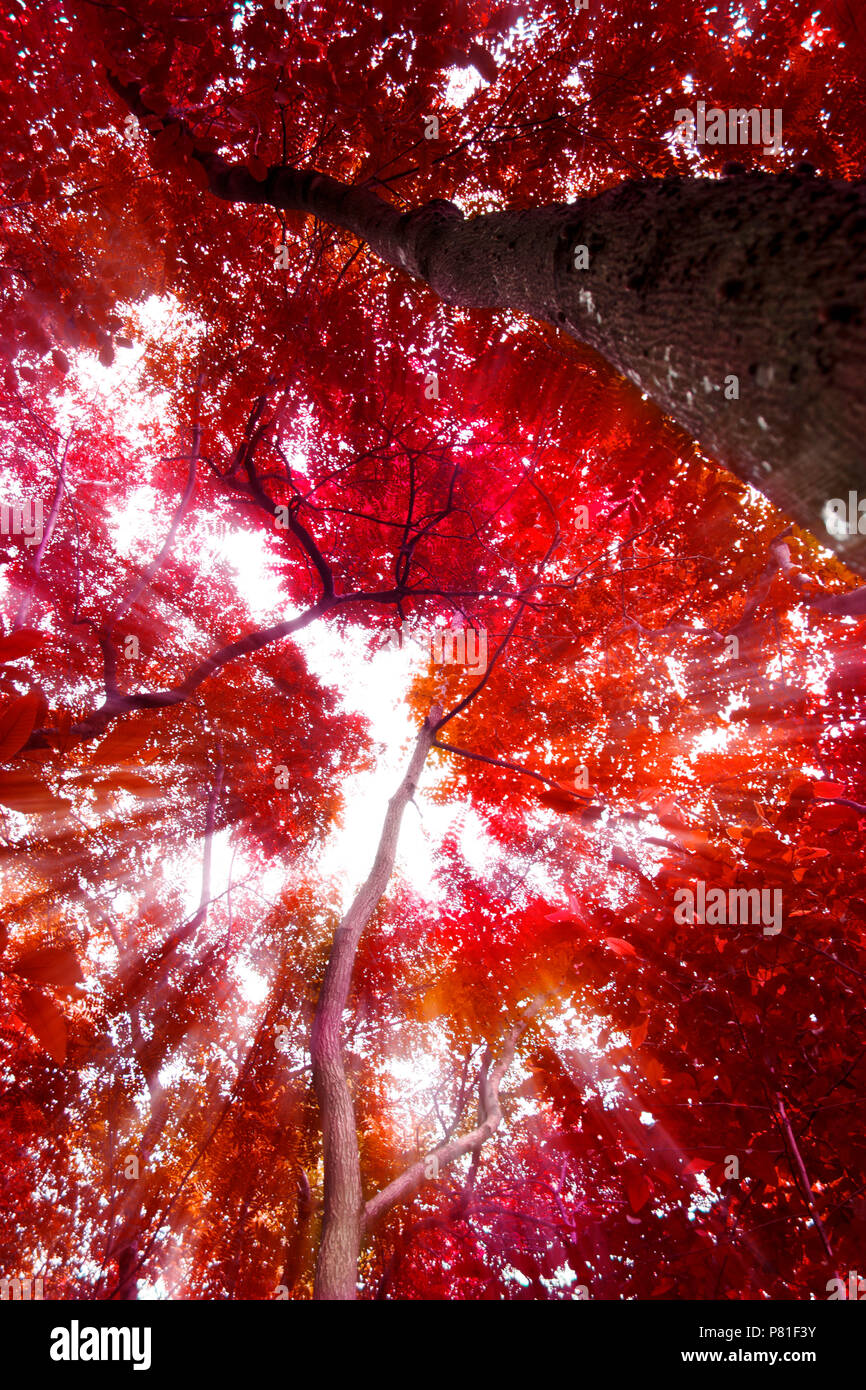 Trees with red leaves in summer season Stock Photo - Alamy