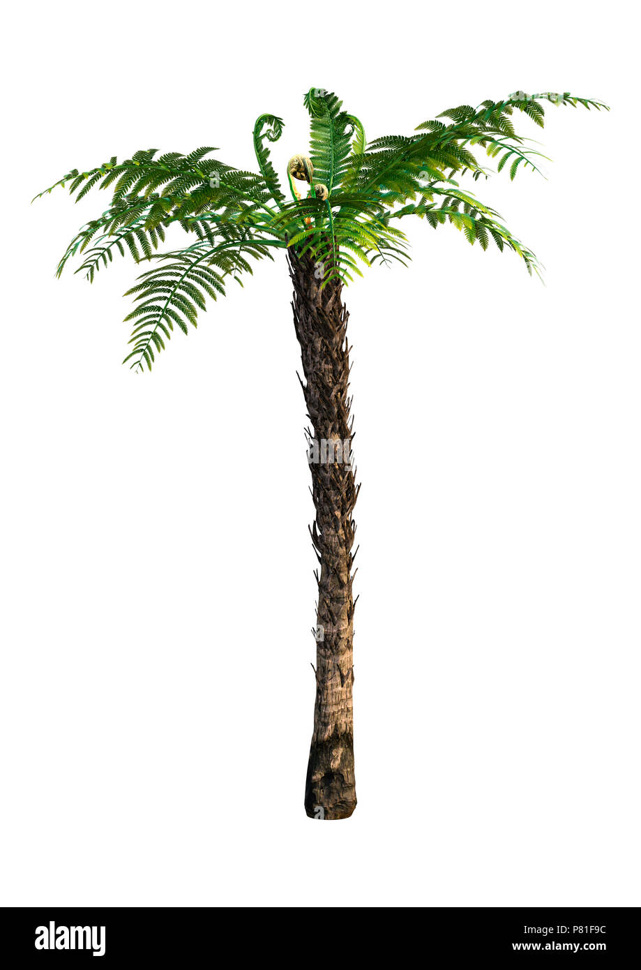 3D rendering of a dicksonia, a genus of tree ferns isolated on white ...